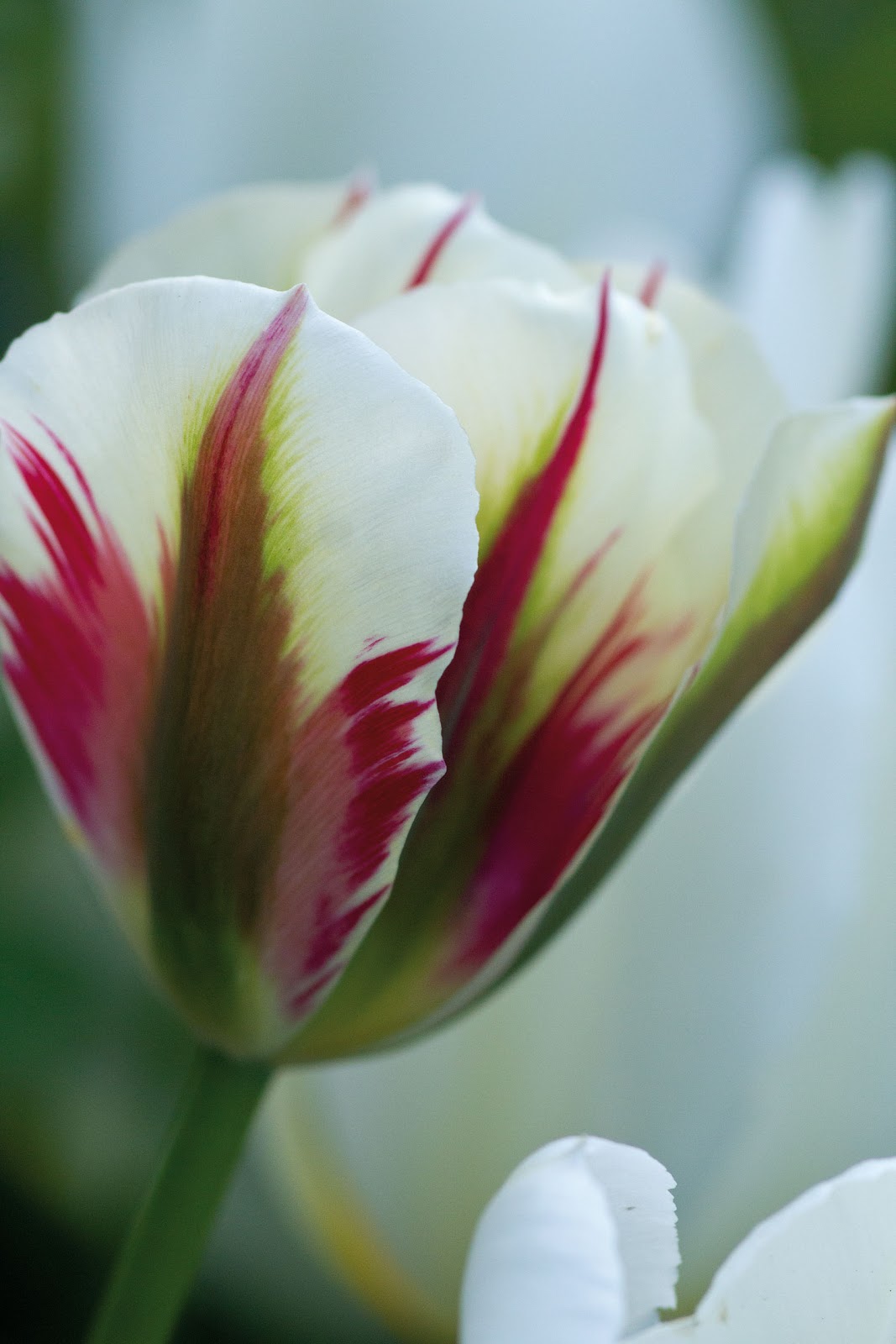 Med fingrarna i (j)orden: Tulpandrömmar