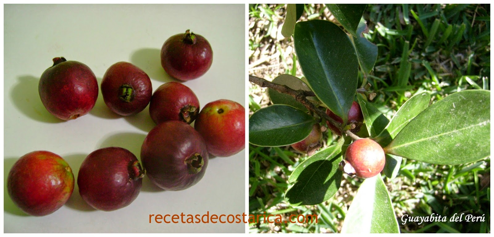 Cocina Costarricense: guisaros guayabita del Perú
