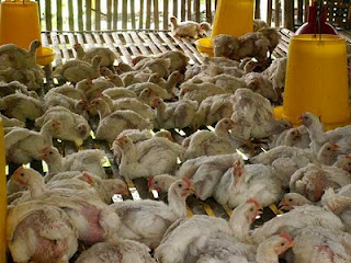Broiler cultivation ~ Cultivation