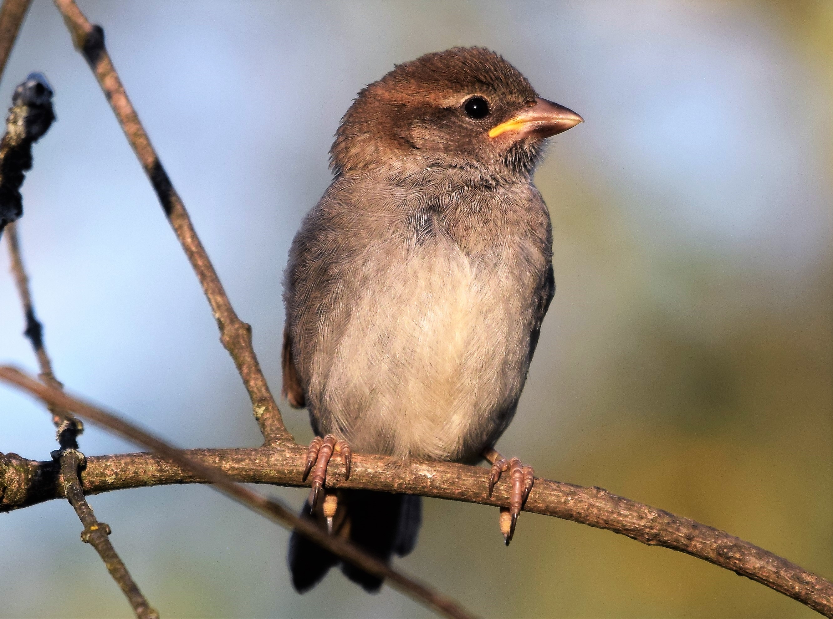 Imagens da vida animal: Por terras da Beira (XX): Pardal-comum (Passer ...