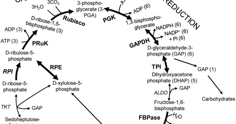 Tezstudy: calvin cycle and c3 cycle