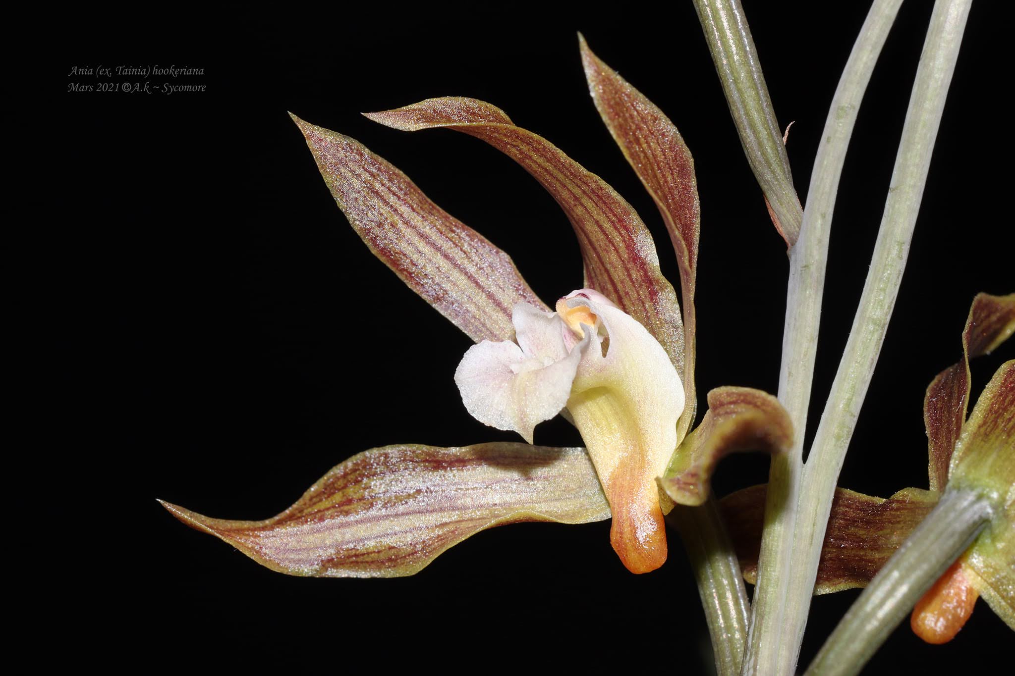 Tainia hookeriana King & Pantl.