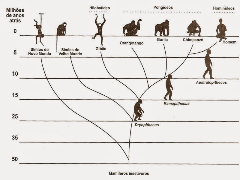 Blog de Biologia: Filogenias ou árvores filogenéticas