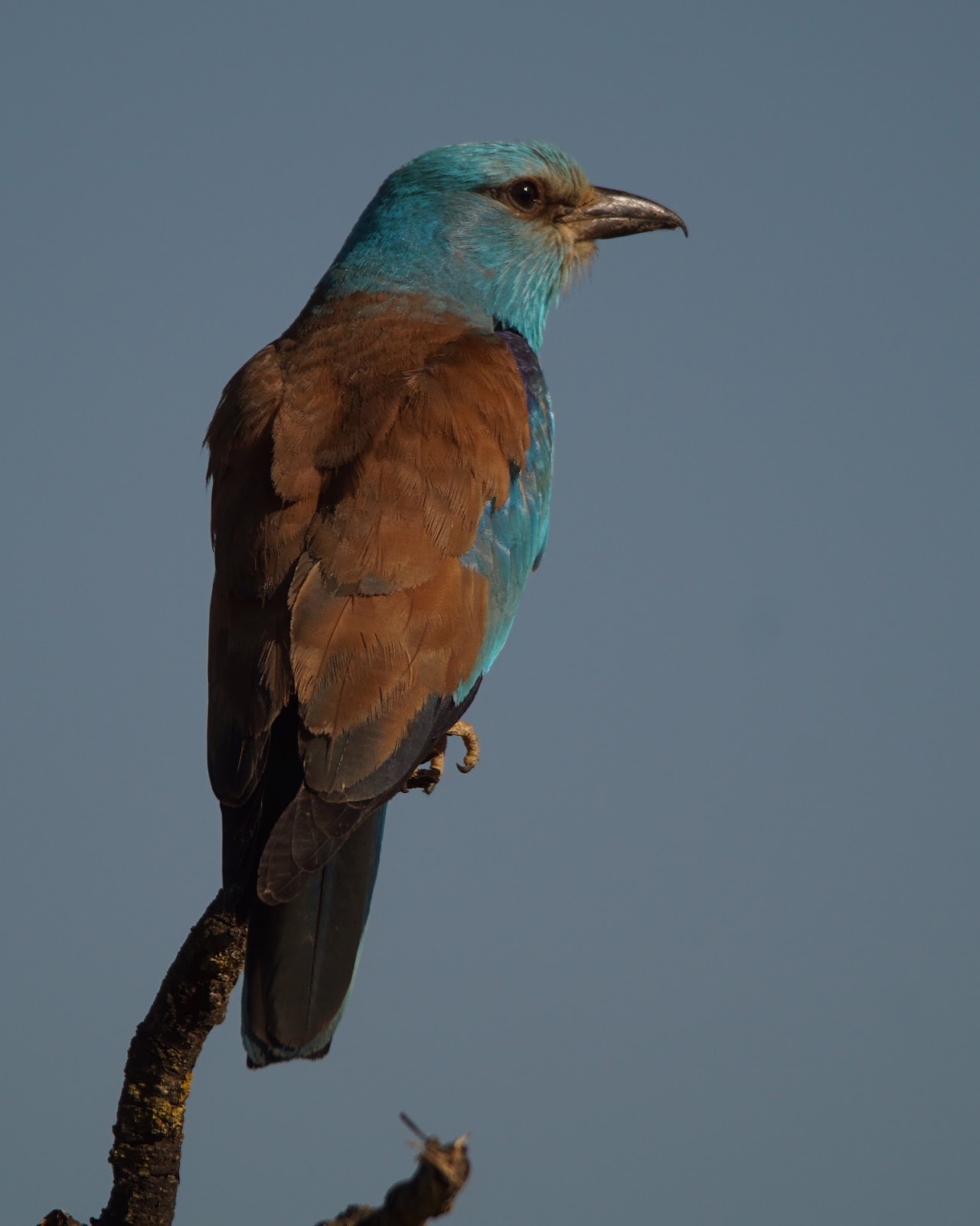 Pasión por las aves: Carraca europea,(Coracia garrulus)