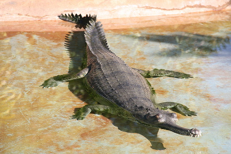 Animales Sorprendentes: Gavial