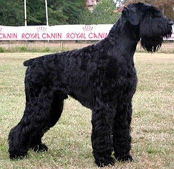 Giant Schnauzer Dog Breed Images | Dog Pictures Online