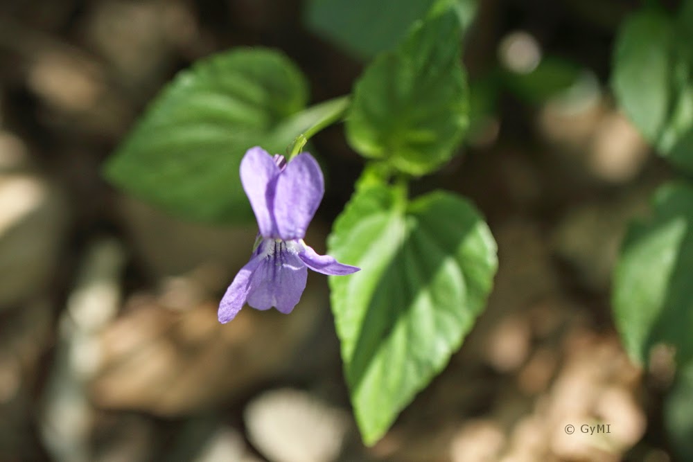 Toporași de pădure