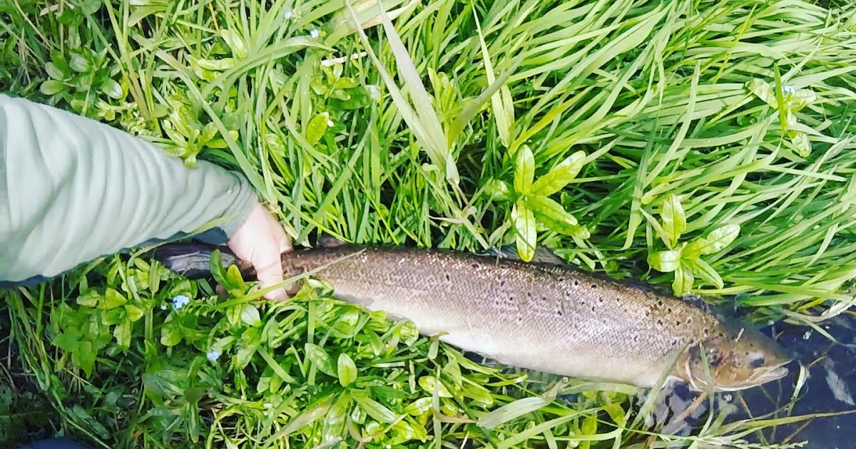 Dee & Don Salmon Fishing: River Don Grilse
