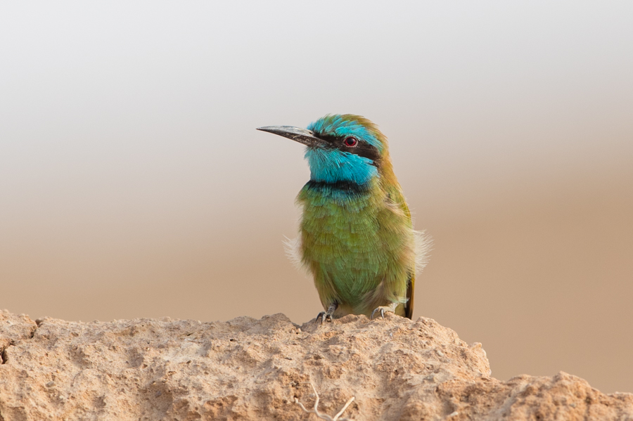 Birds of Saudi Arabia: Birding the Riyadh River – Al Hair
