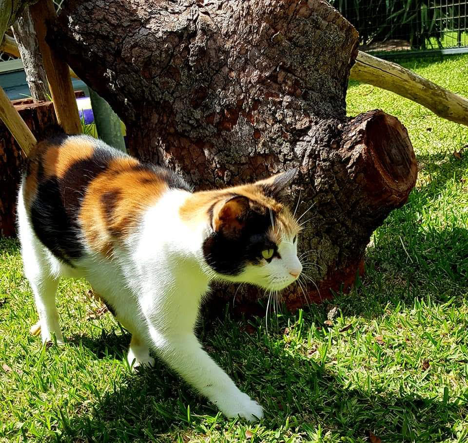 Feline Holiday Experience: a Sensory Delight at Calabash Kennels and ...