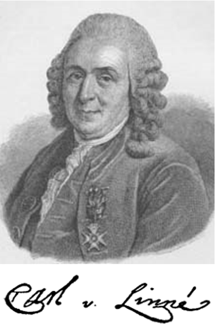 Enroque de ciencia: Linneo: firma y rúbrica (26)