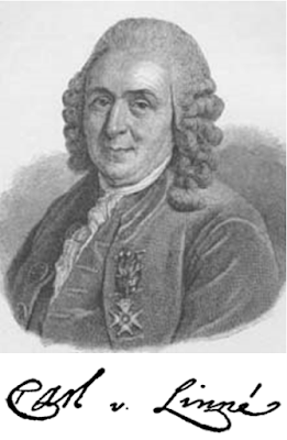 Enroque de ciencia: Linneo: firma y rúbrica (26)