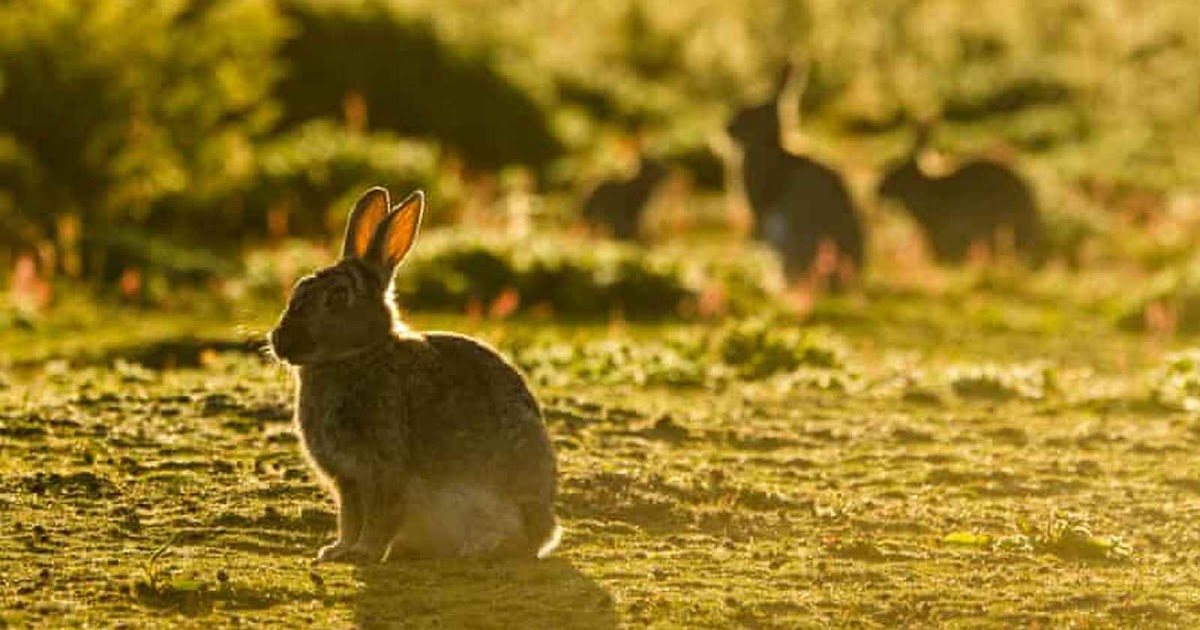 Welsh rabbits serve up prehistoric finds on tiny Skokholm Island
