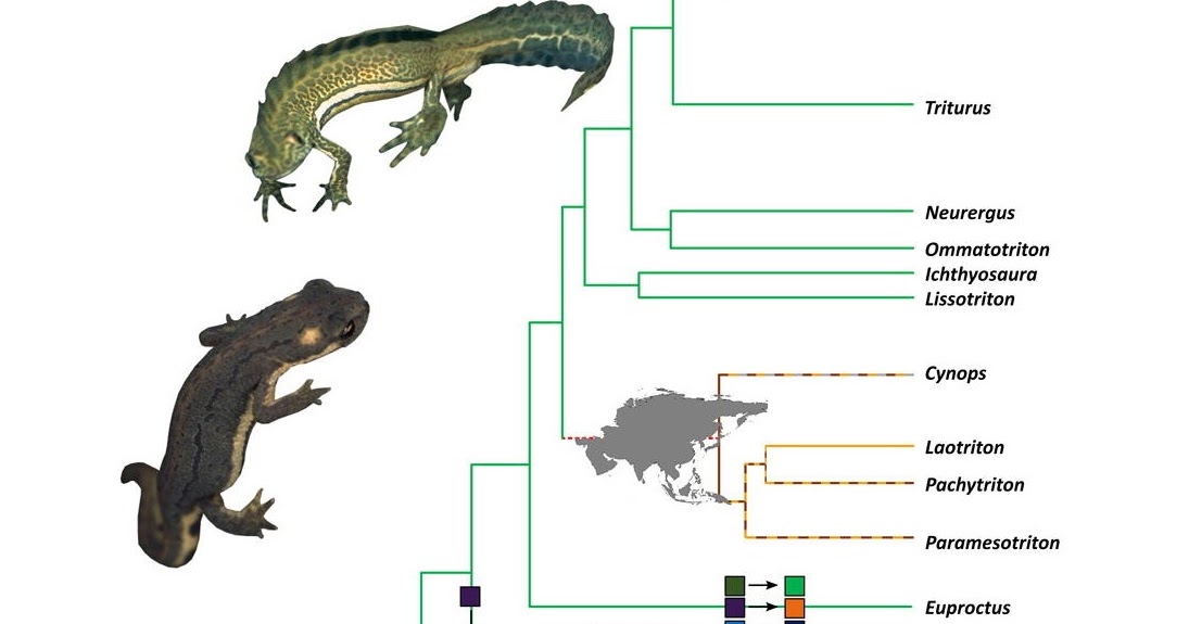 Species New to Science: [Herpetology • 2018] A Biogeographic and ...