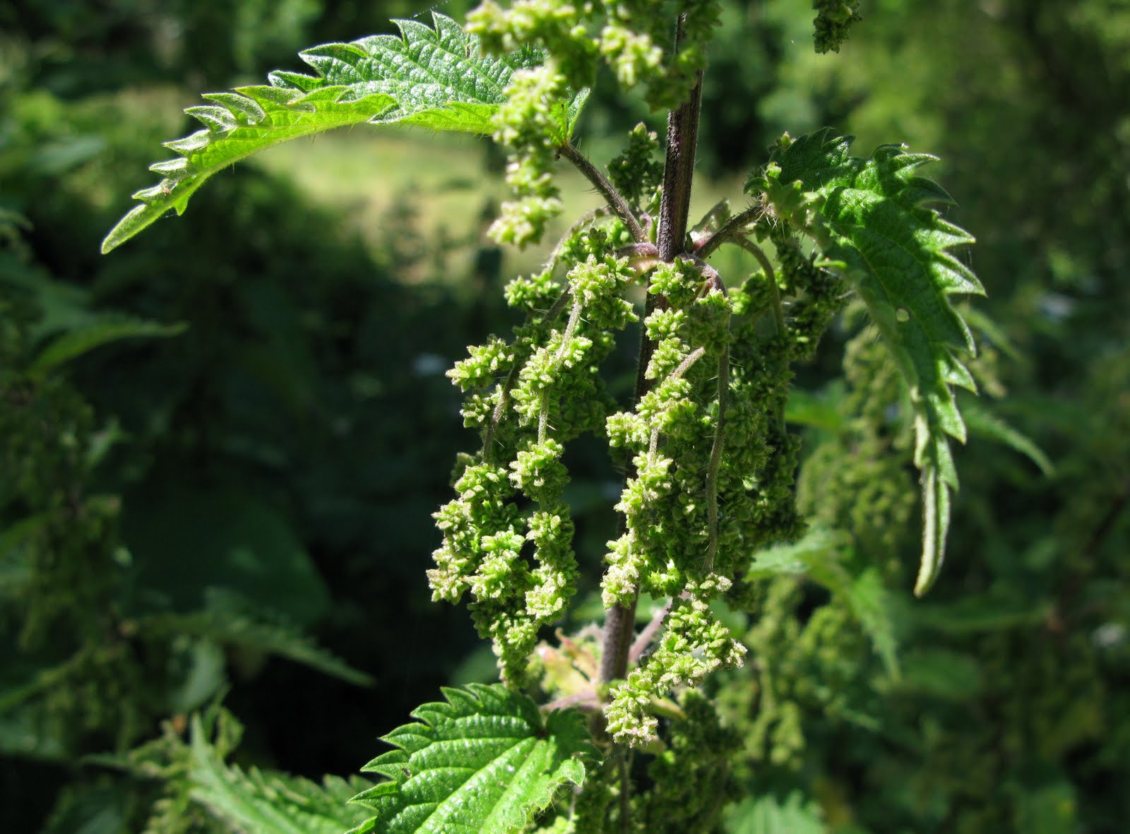 Flores y Palabras: Ortiga