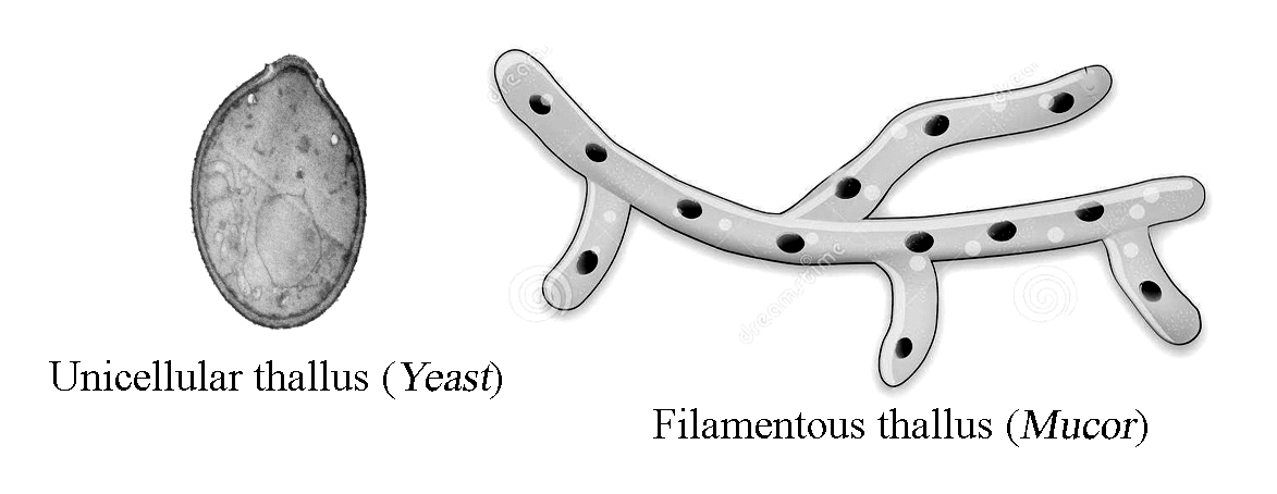 GENERAL CHARACTERISTICS OF FUNGI - HABITAT, NUTRITION, VEGETATIVE ...