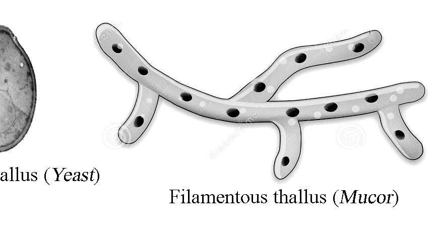 GENERAL CHARACTERISTICS OF FUNGI - HABITAT, NUTRITION, VEGETATIVE ...