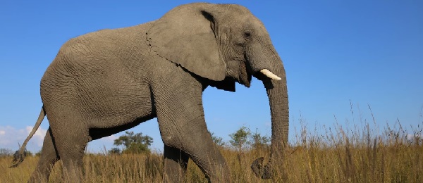 The Shona are a Bantu ethnic group native to Zimbabwe