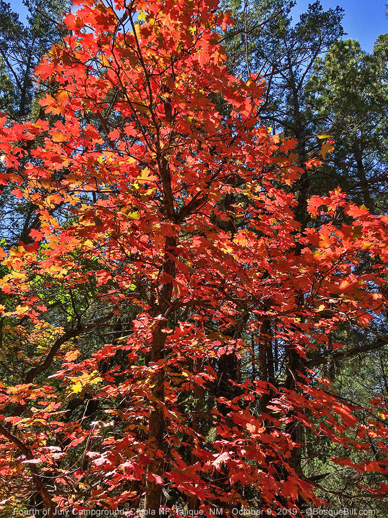 Bosque Bill's Backroads: Red Maples of the Manzano Mountains, NM ...