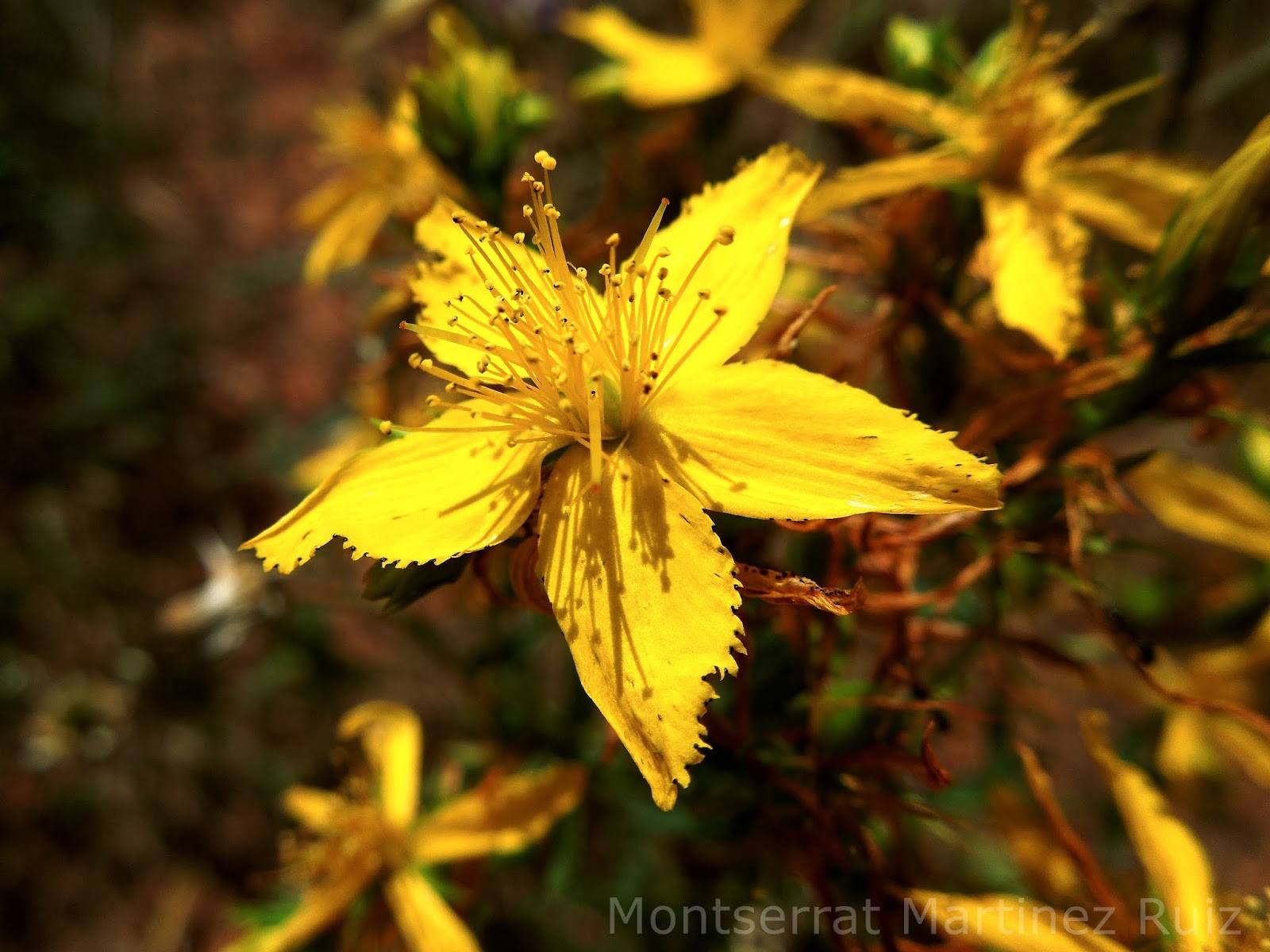 HYPERICUM, la hierba mágica de San Juan - BOTÀNIC SERRAT