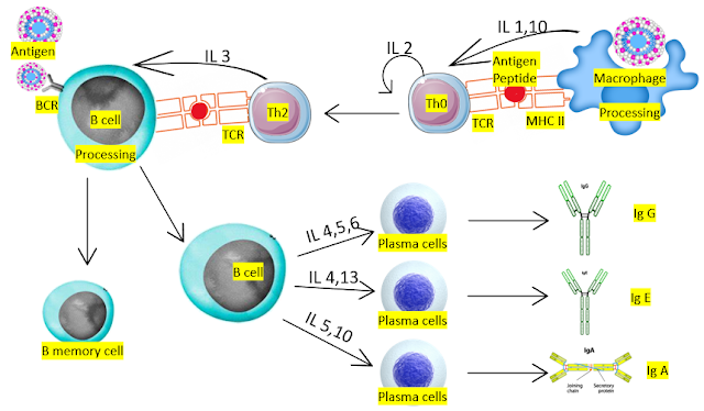 Humoral & Cell mediated immunity