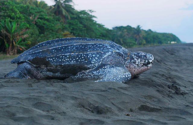 The Leatherback Sea Turtle | Amazing Animal All Facts | The Wildlife
