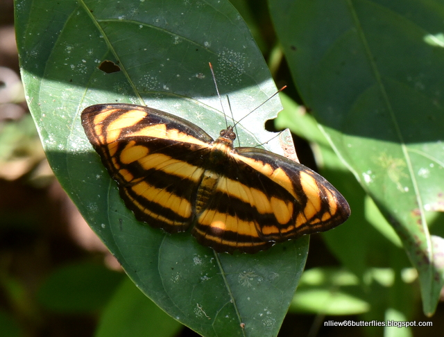 The Forested Path (and Beyond): BUTTERFLIES of RAUB: The Malay Staff ...