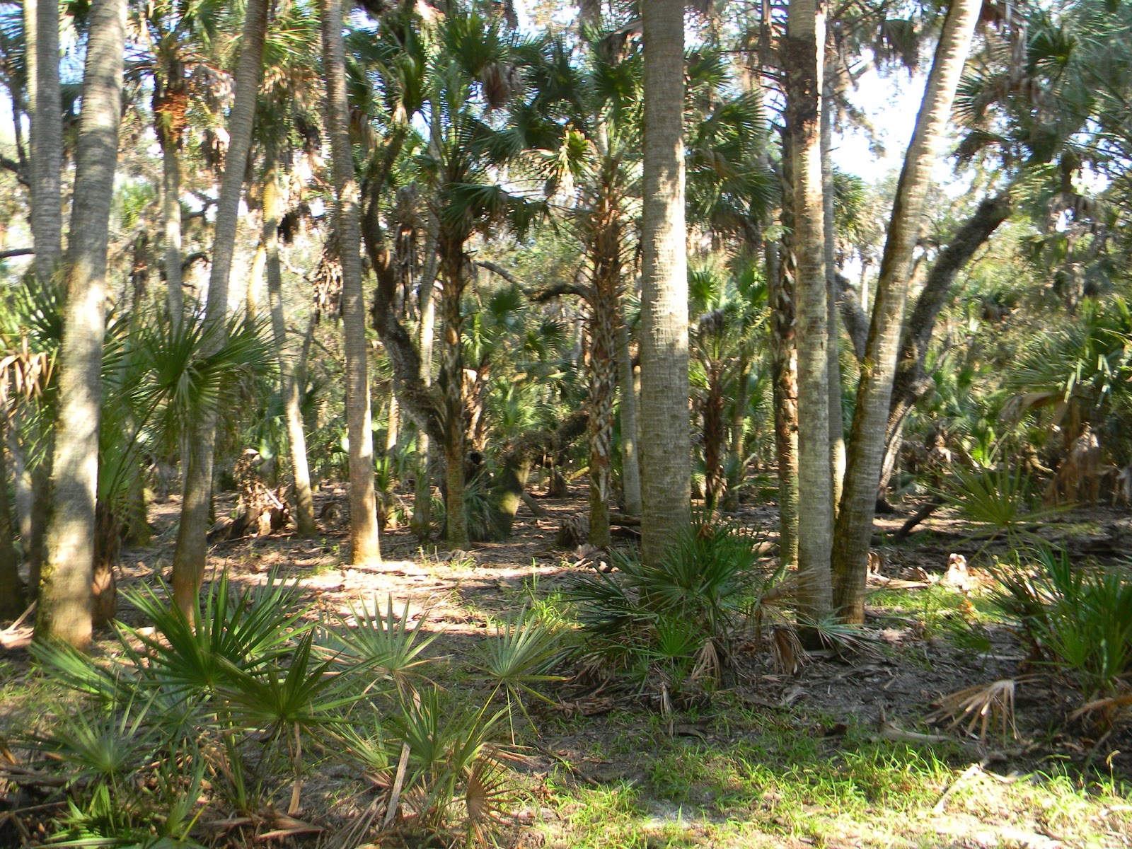 The "Unknown" Florida: Myakka River State Park - Sarasota, FL