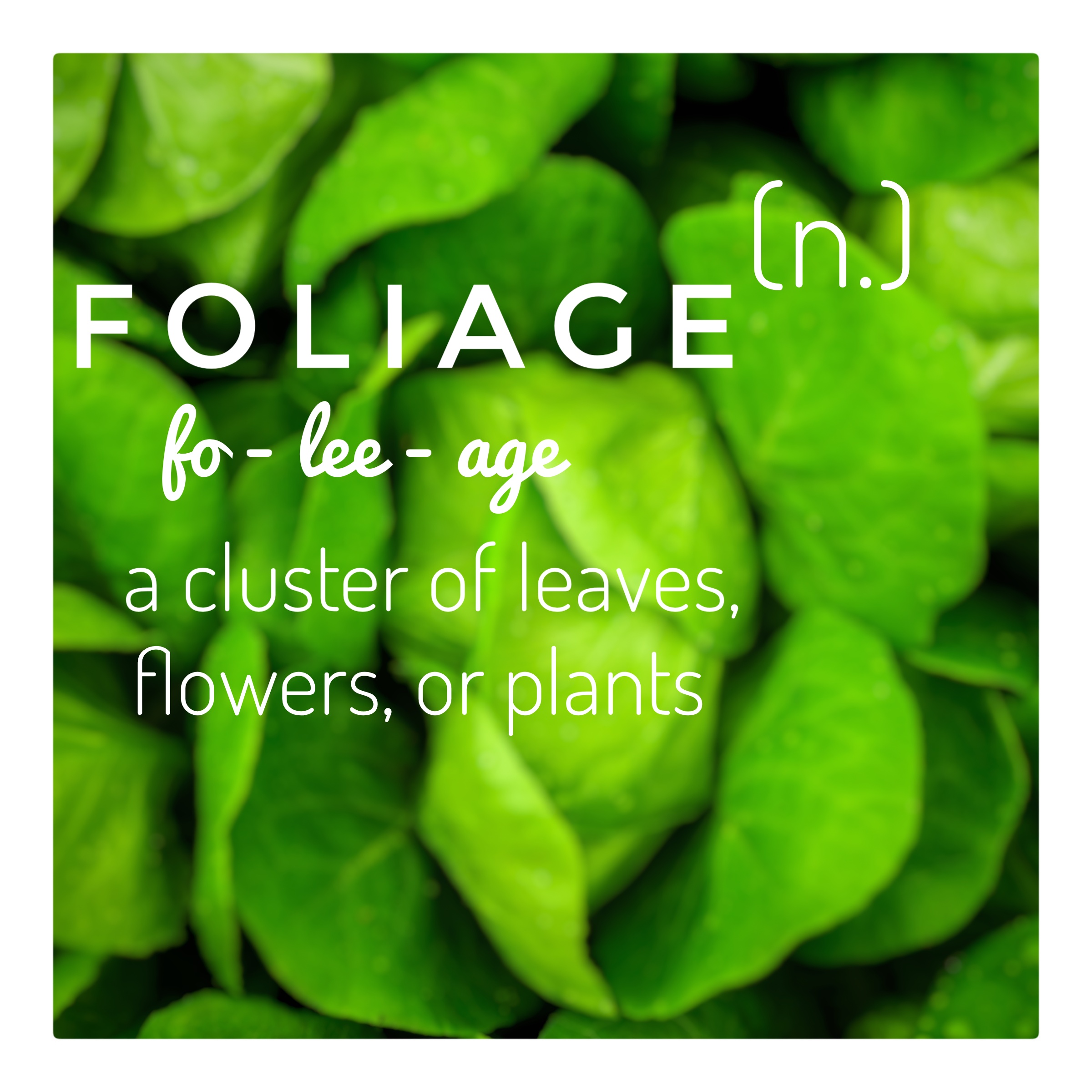 Word Of The Day FOLIAGE Eltnest word-of-the-day-foliage-eltnest