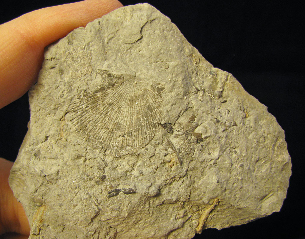 Views of the Mahantango: Pseudaviculopectin exacutus pelecypod from the ...