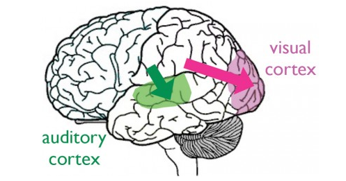 Secondary auditory cortex function - mensery