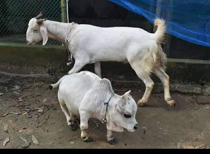 6144. CUKUPKAH SAPI MINI / KERDIL UNTUK QURBAN 7 ORANG ? | PISS-KTB