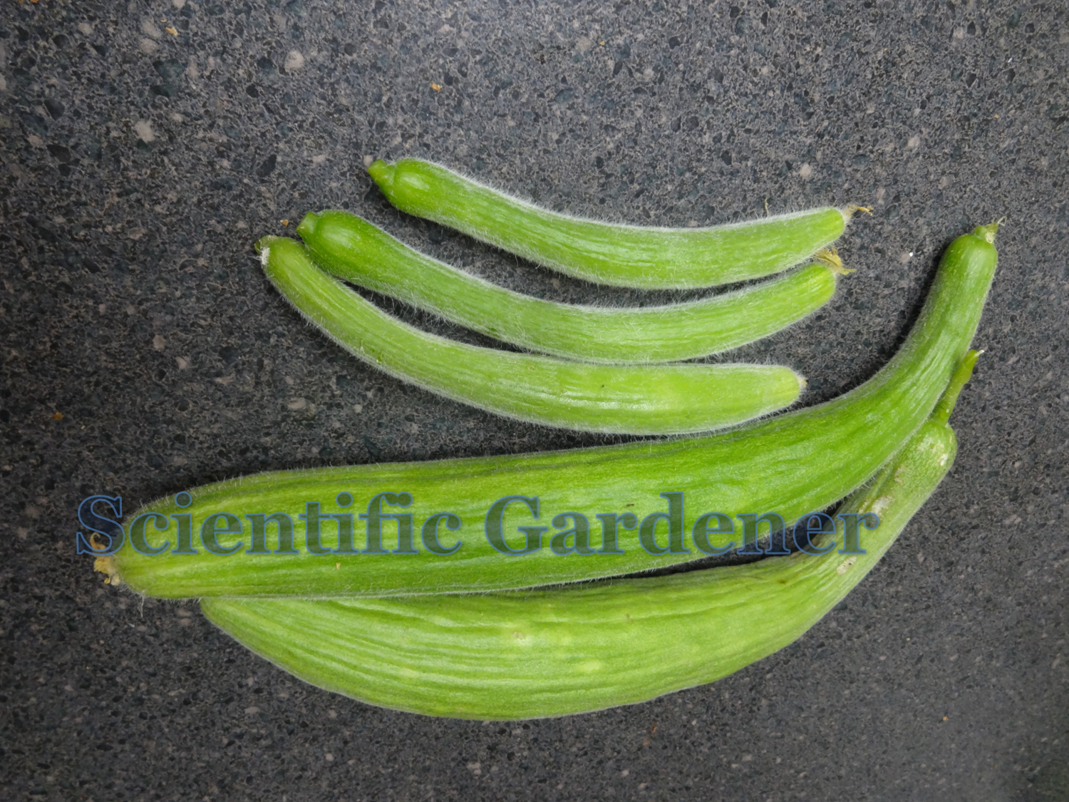 The Scientific Gardener: 2018 Dark Armenian Cucumber