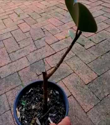 Notching Rubber Tree Plant To Force Side Shoots