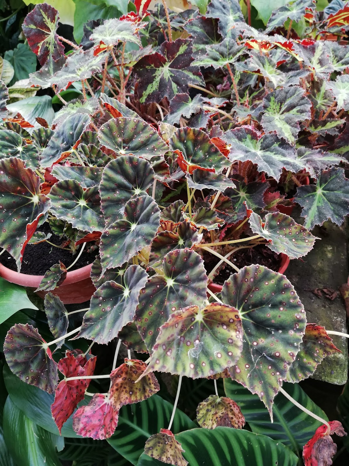 Garden Chronicles of James David: Begonia - mazae f nigricans (Updated ...