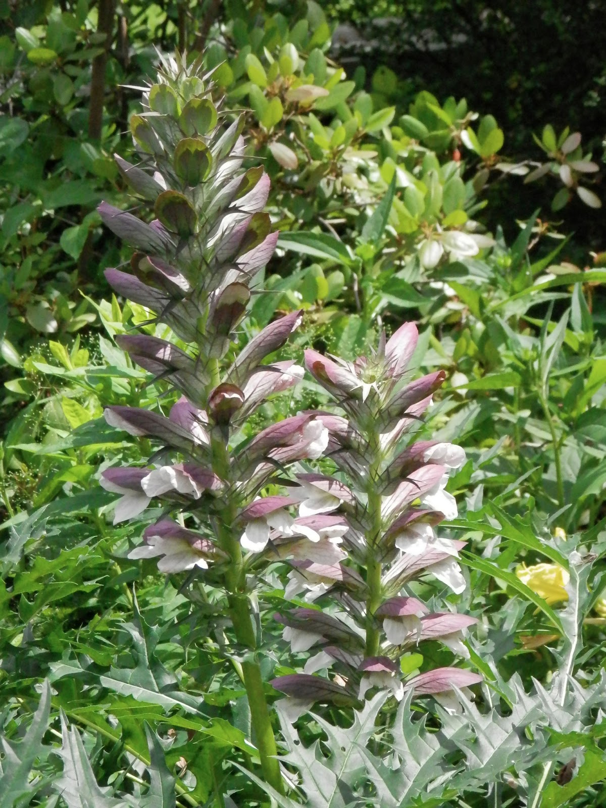The Philosopher's Stone 2019: Acanthus