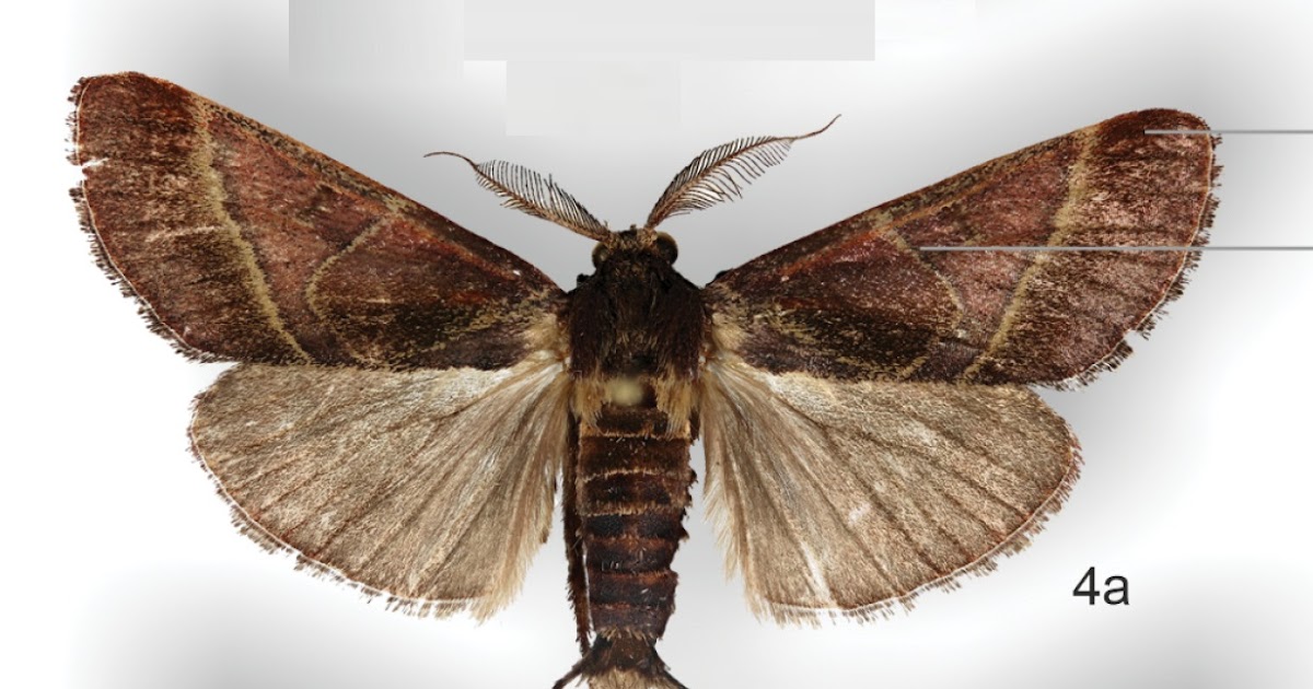 Species New to Science: [Entomology • 2020] Sacada chaehomensis • A New ...