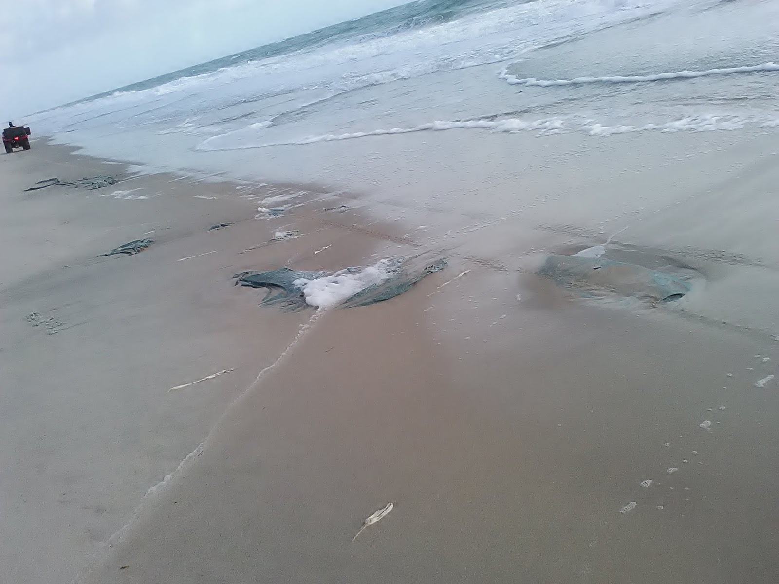 The Treasure Beaches Report Direct From Florida's Treasure Coast.: 10/7 ...