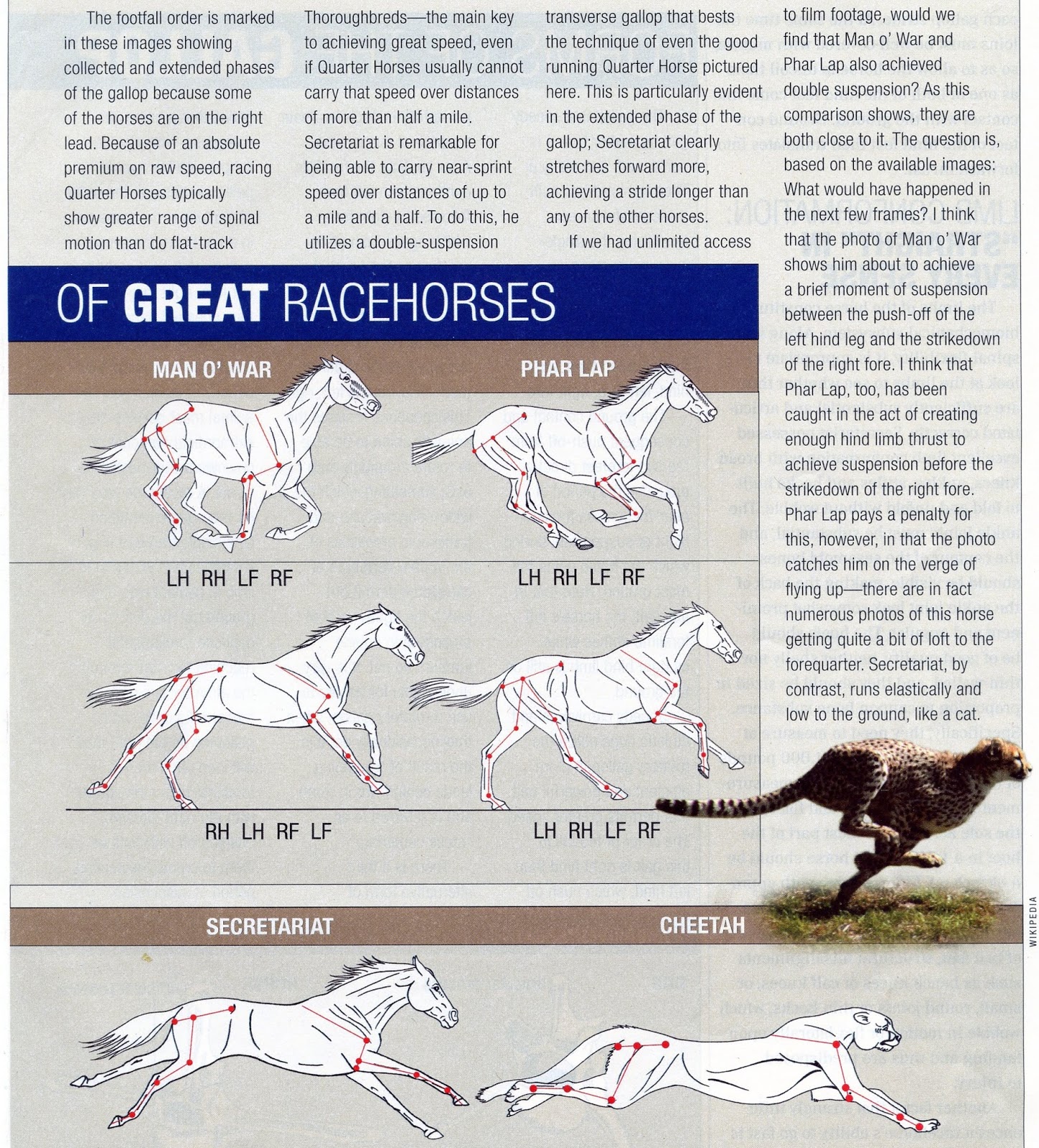 Fox Hollow Sport Horses: Conformation of Secretariat