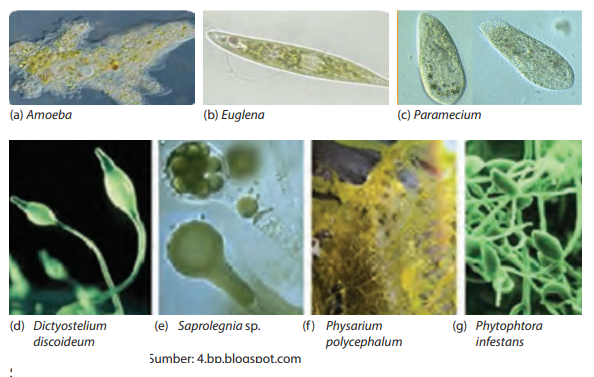 Intan Nirmala Blog's: KLASIFIKASI MAKHLUK HIDUP