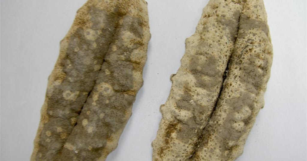 Mengenal Teripang dan Kegunaanya - Laut Tual