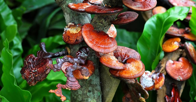 Ganoderma lucidum benifit - Mushroom One