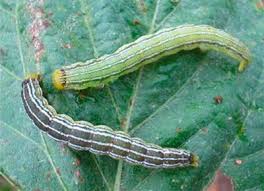 Agronomía en La Pampa.: Isocas Defoliadoras en Soja. Umbrales de Daño.