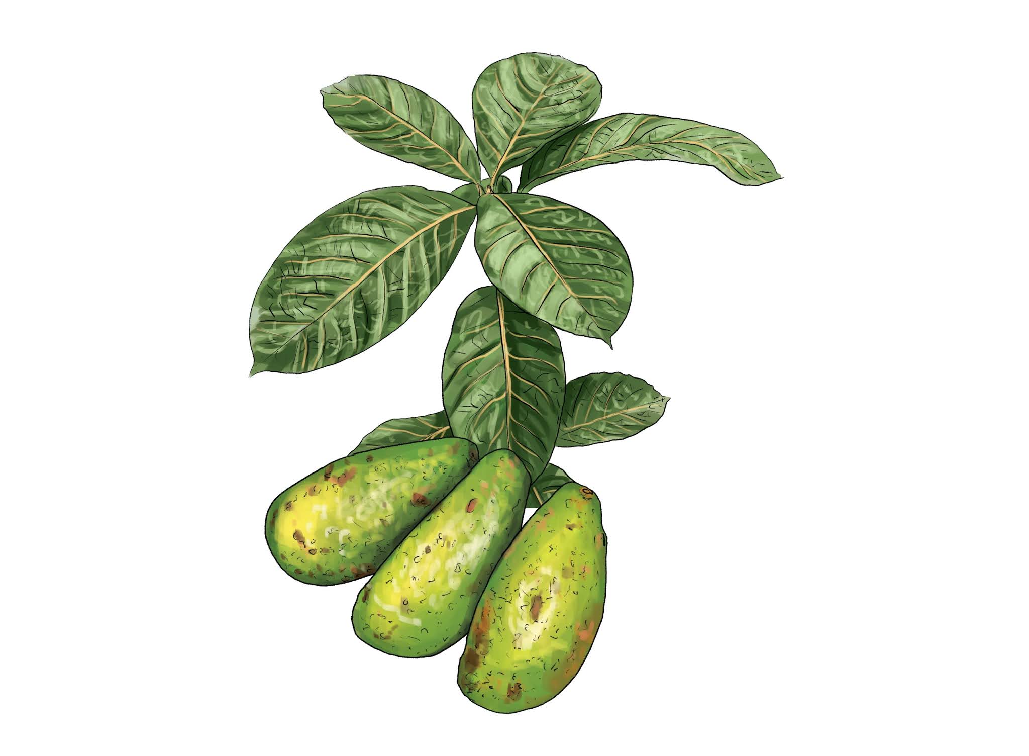 Frutas e vegetais raros que crescem na Guatemala.