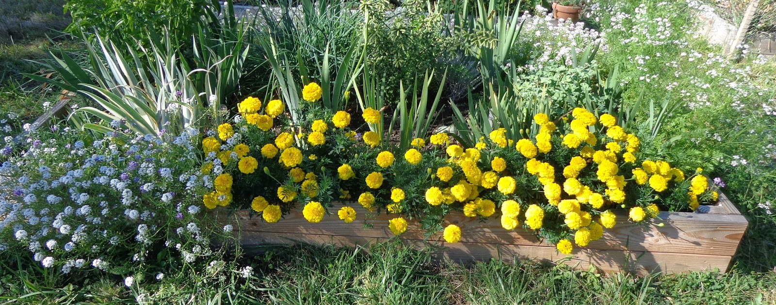 Daniel's Pacific NW Garden: Bearded Irises. Progress report.Iris bed #2