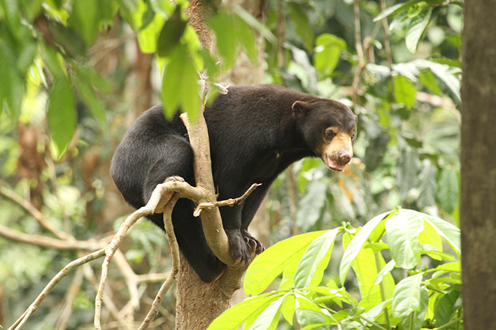 Zoos in Japan: Bornean Sun Bear Conservation Centre (Sabah, Borneo ...