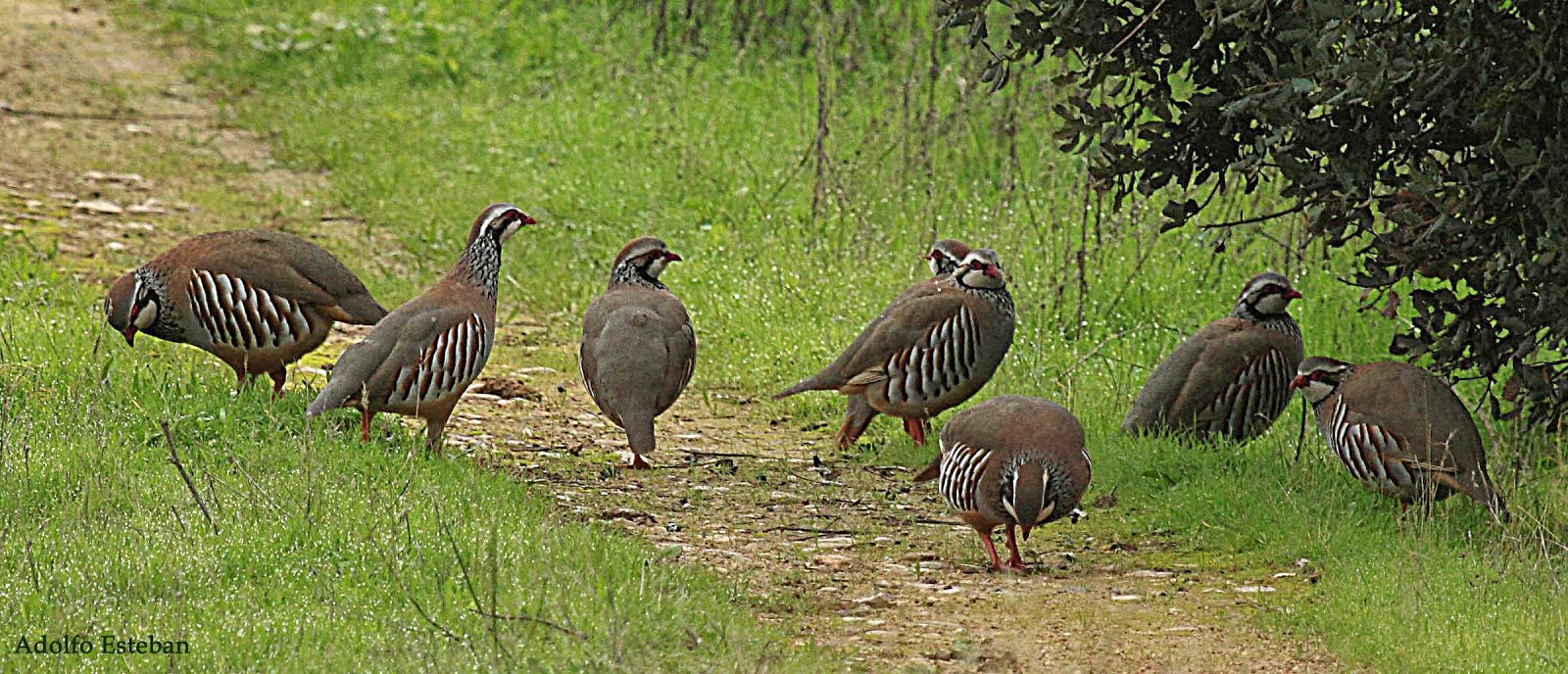 Illora natural: PERDIZ ROJA (Alectoris rufa)