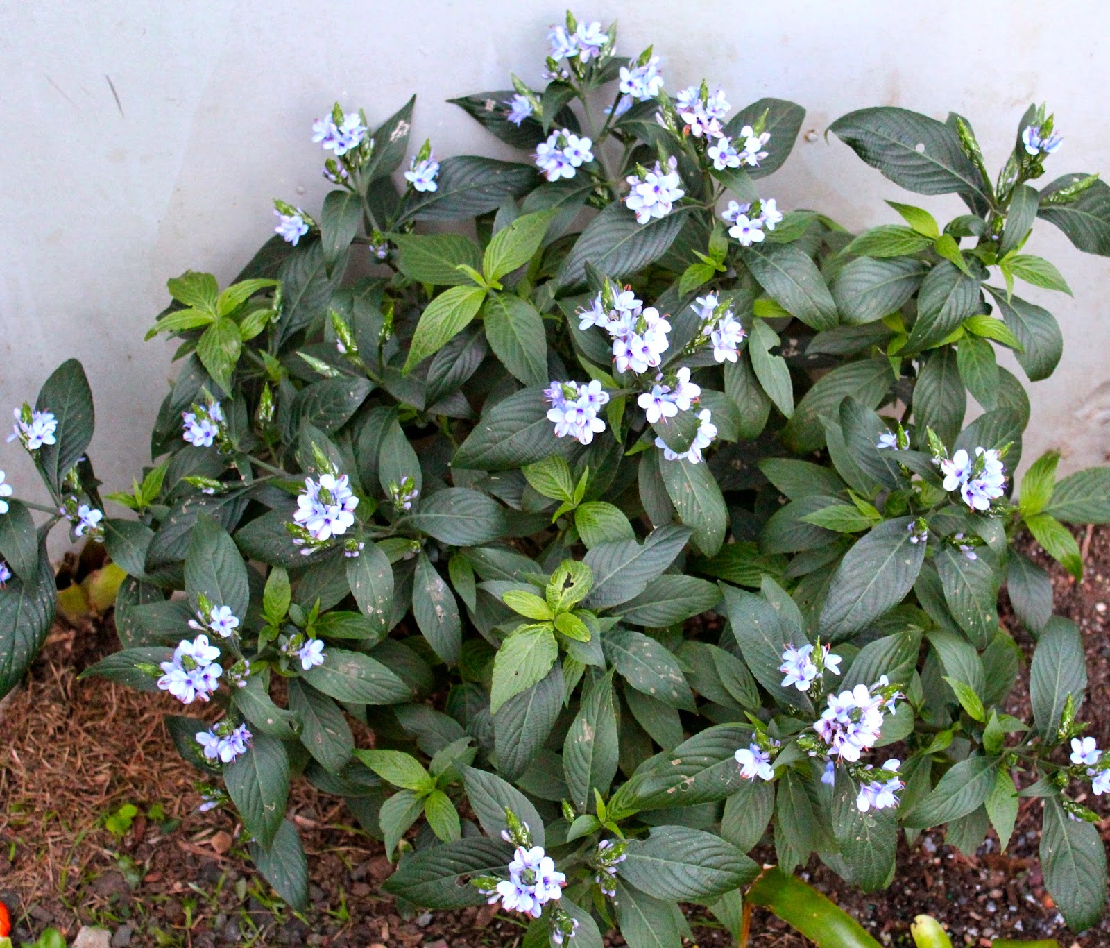 Florez Nursery: Eranthemum pulchellum