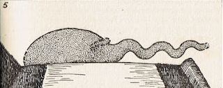 LOCH NESS MONSTER: Nessie the Plesio-Turtle