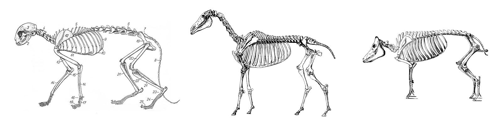 Advanced Animation Skills Workshop: Observational Drawing Of A Skeleton